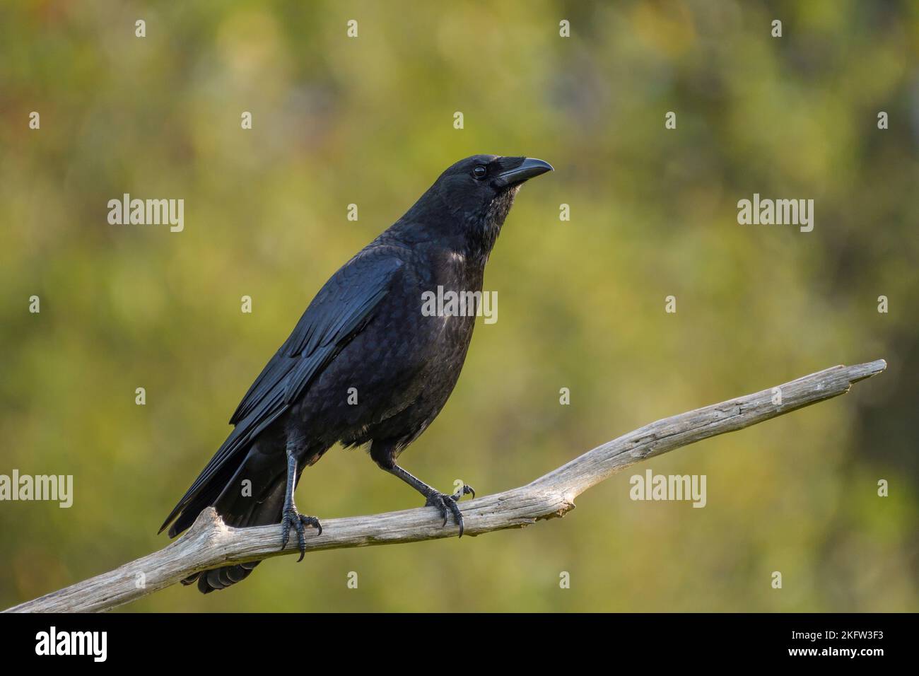 Close-up of a carrion crow perched on a dry branch Stock Photo - Alamy
