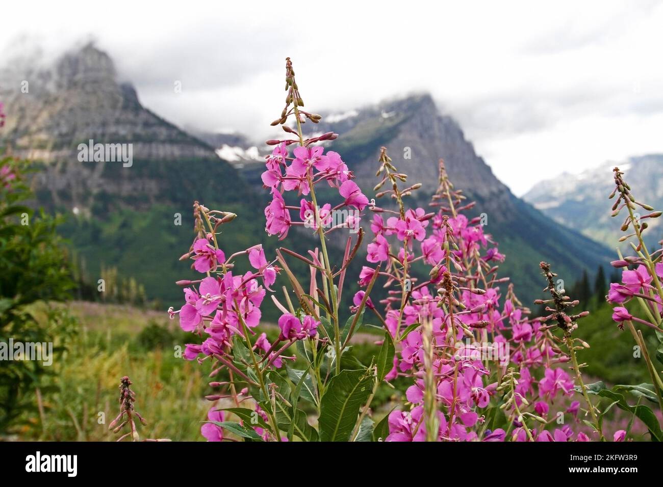 purple Fireweed with mountains on the horizon in Glacier National Park ...