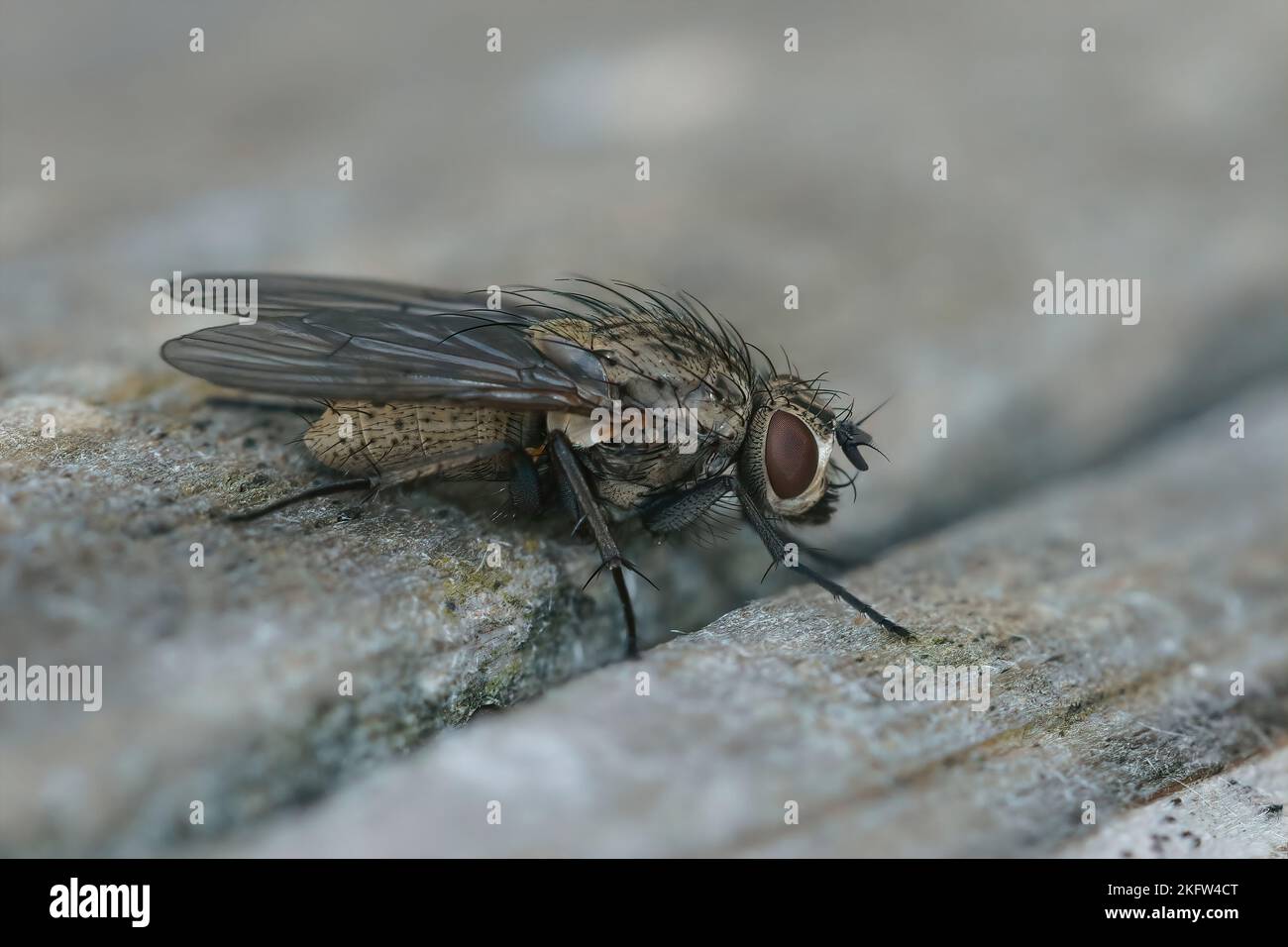 Natural closeup on a Muscid fly, Helina species, sunbathing on a piece ...