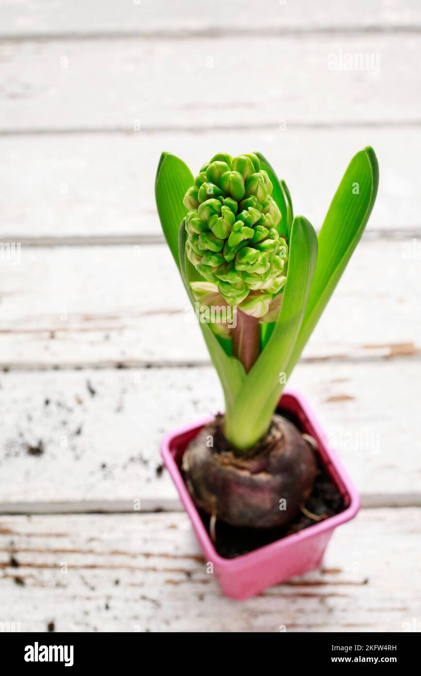 Hyacinth flowers on wooden background. Spring time Stock Photo - Alamy