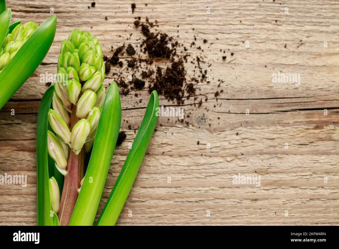 Hyacinth flowers on wooden background. Spring time Stock Photo - Alamy