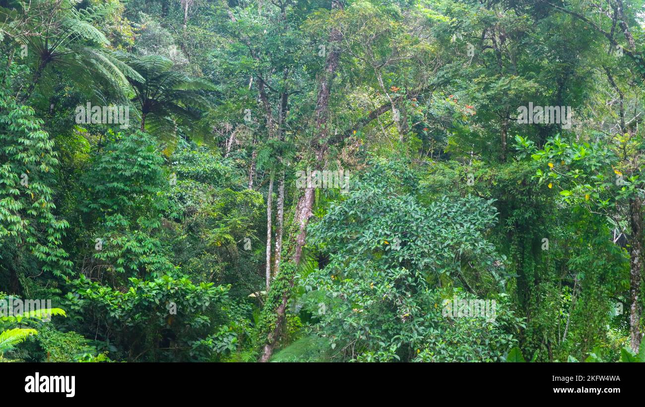 beautiful green trees as background Stock Photo - Alamy