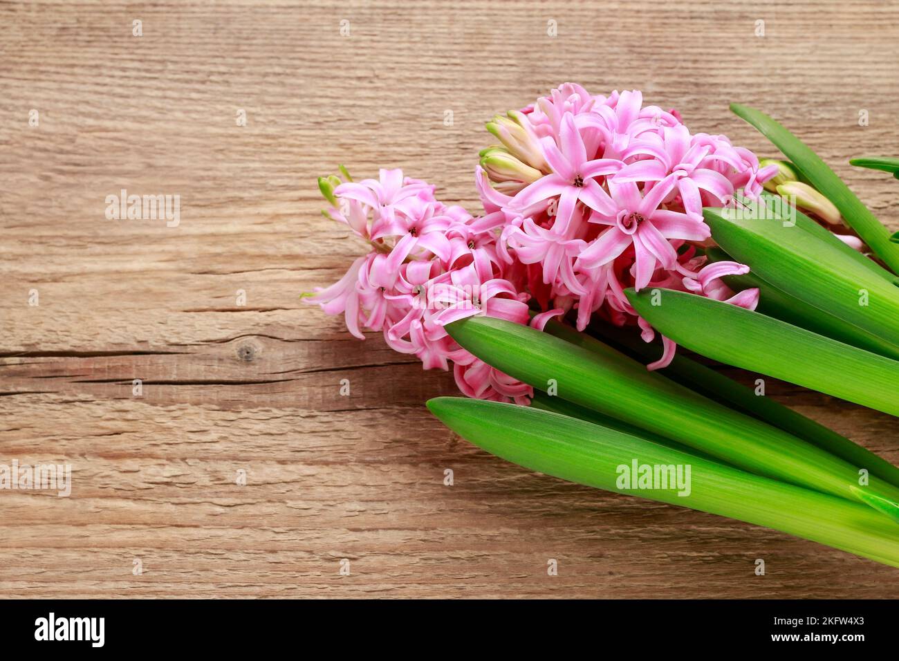 Hyacinth flowers on wooden background. Spring time Stock Photo - Alamy
