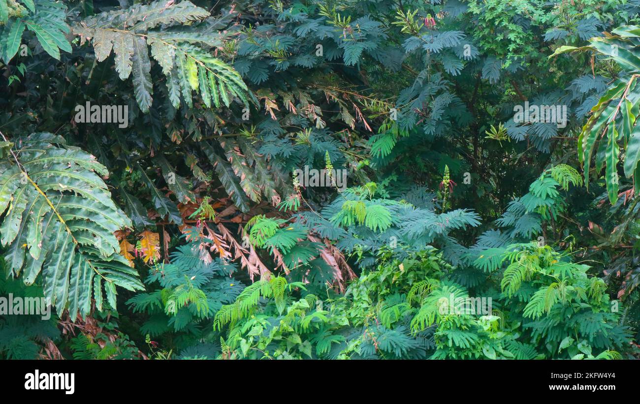 beautiful green leaves as background Stock Photo - Alamy