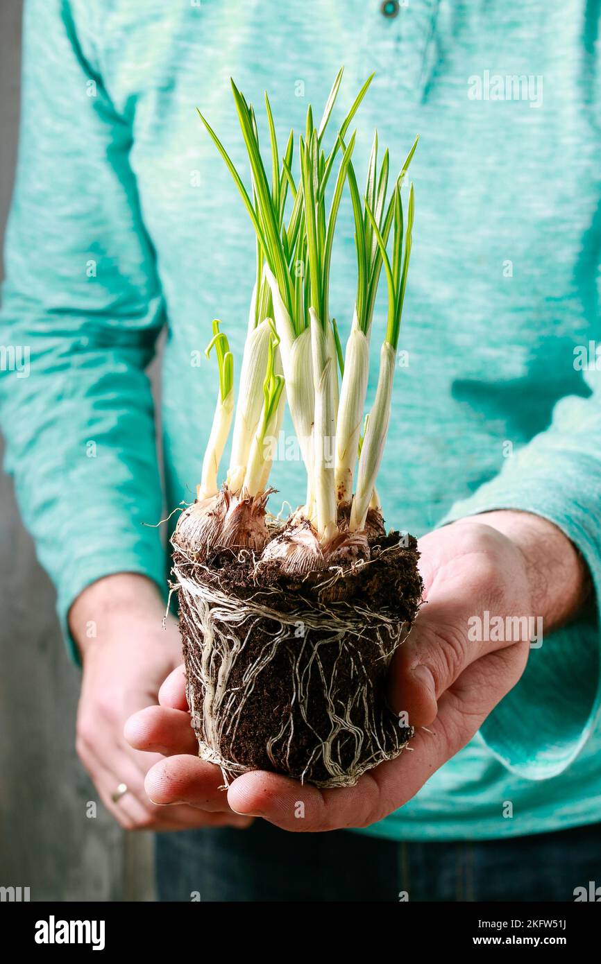 Gardener holding a plant. Garden hobby Stock Photo - Alamy