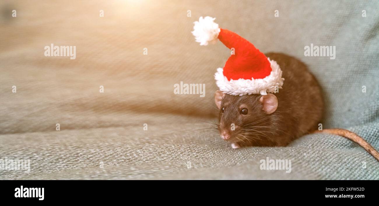 Rat Santa hat. Symbol of the Chinese New Year. Funny black rat Dumbo in ...