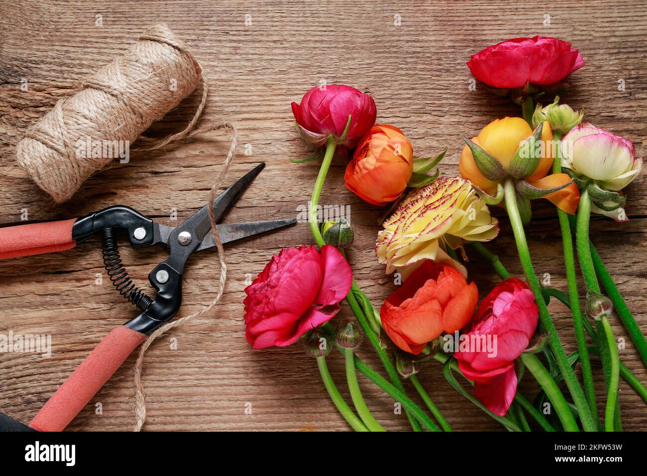 Colorful persian buttercup flowers (ranunculus) on wooden background ...