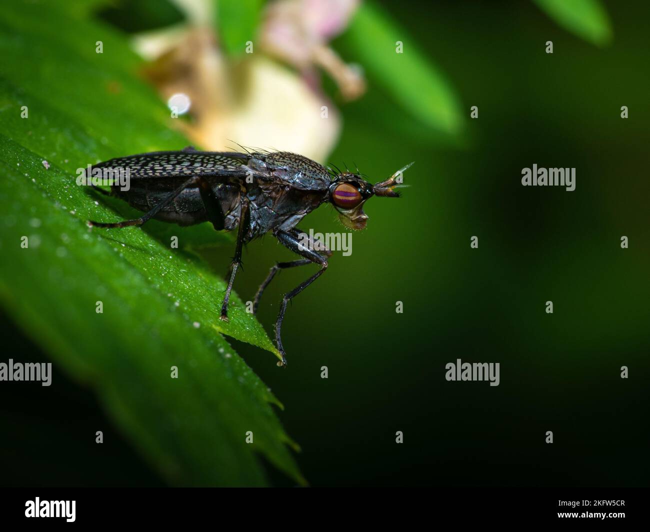 A closeup of a black fly isolated on a green leaf Stock Photo - Alamy