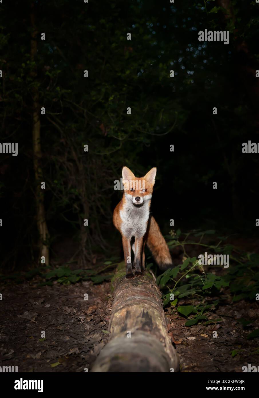 Red fox on a fallen tree hi-res stock photography and images - Alamy