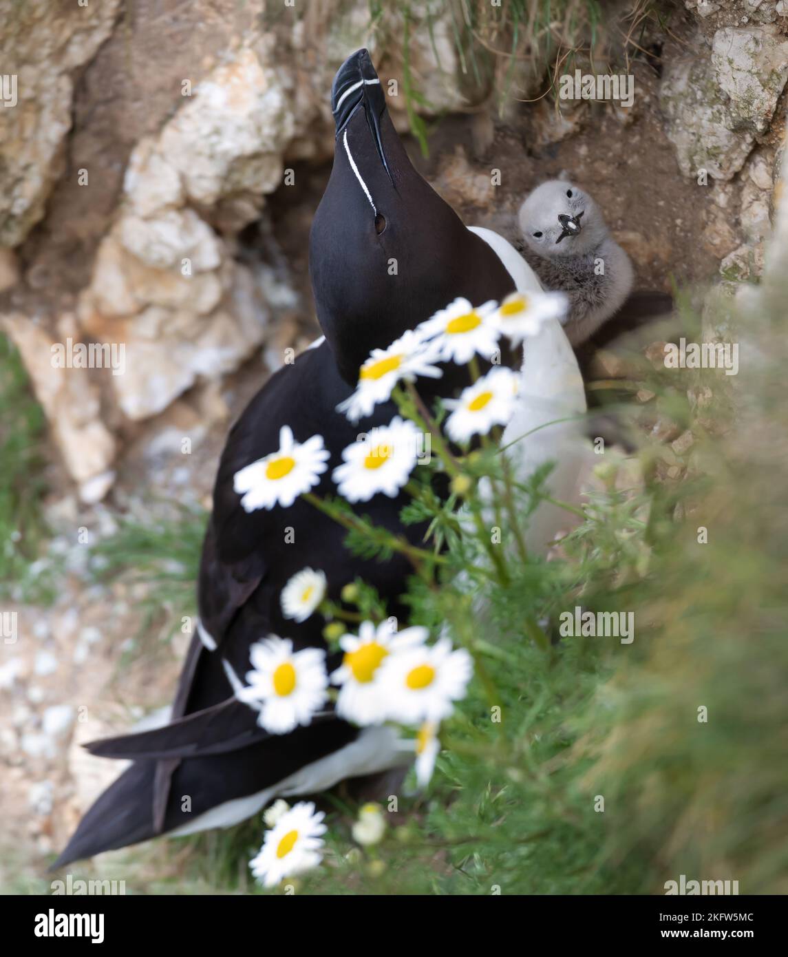 Close up of a Razorbill with a cute chick perched on a cliff with ...