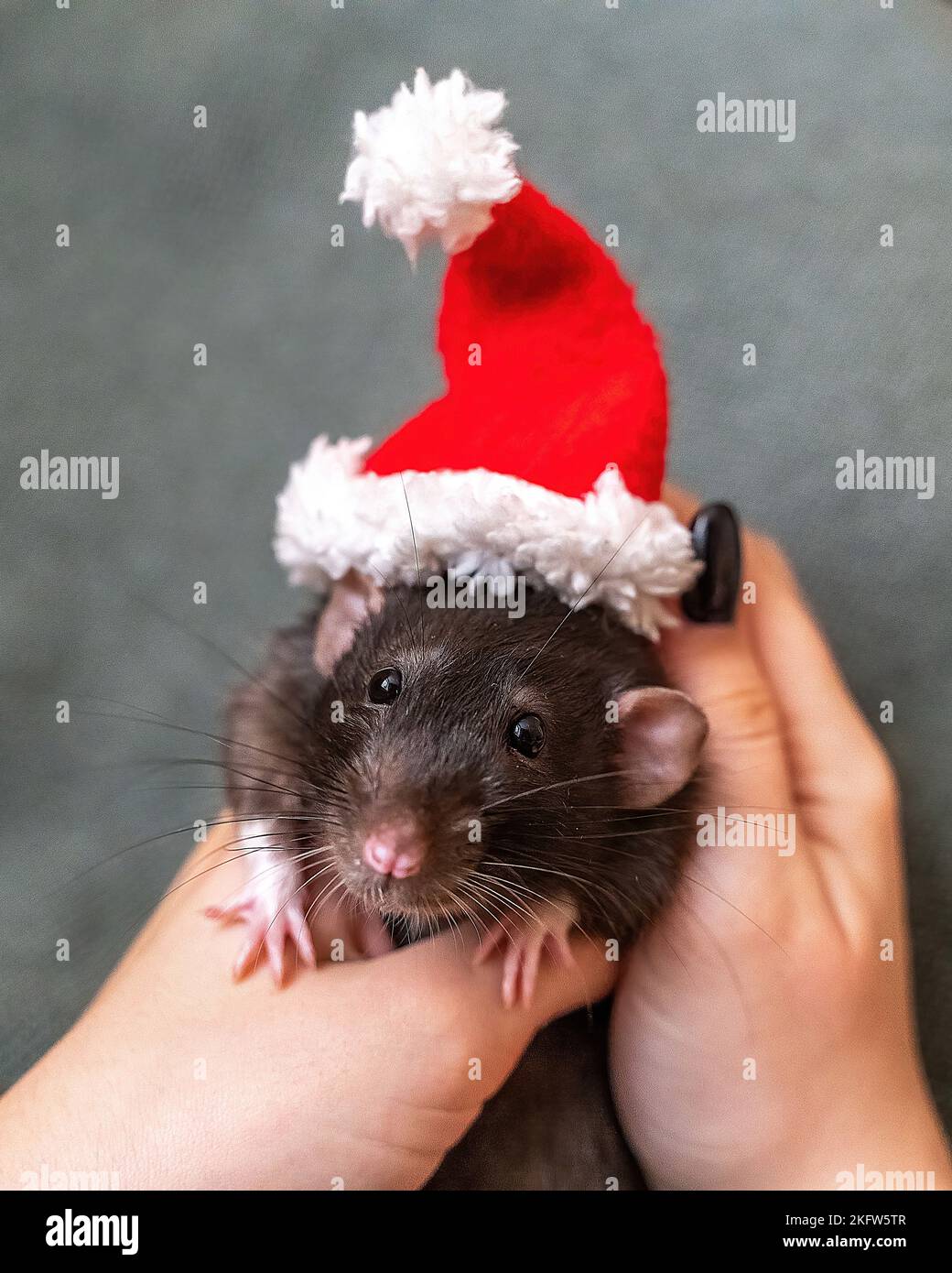 Rat Santa hat. Symbol of the Chinese New Year. Funny black rat Dumbo in ...