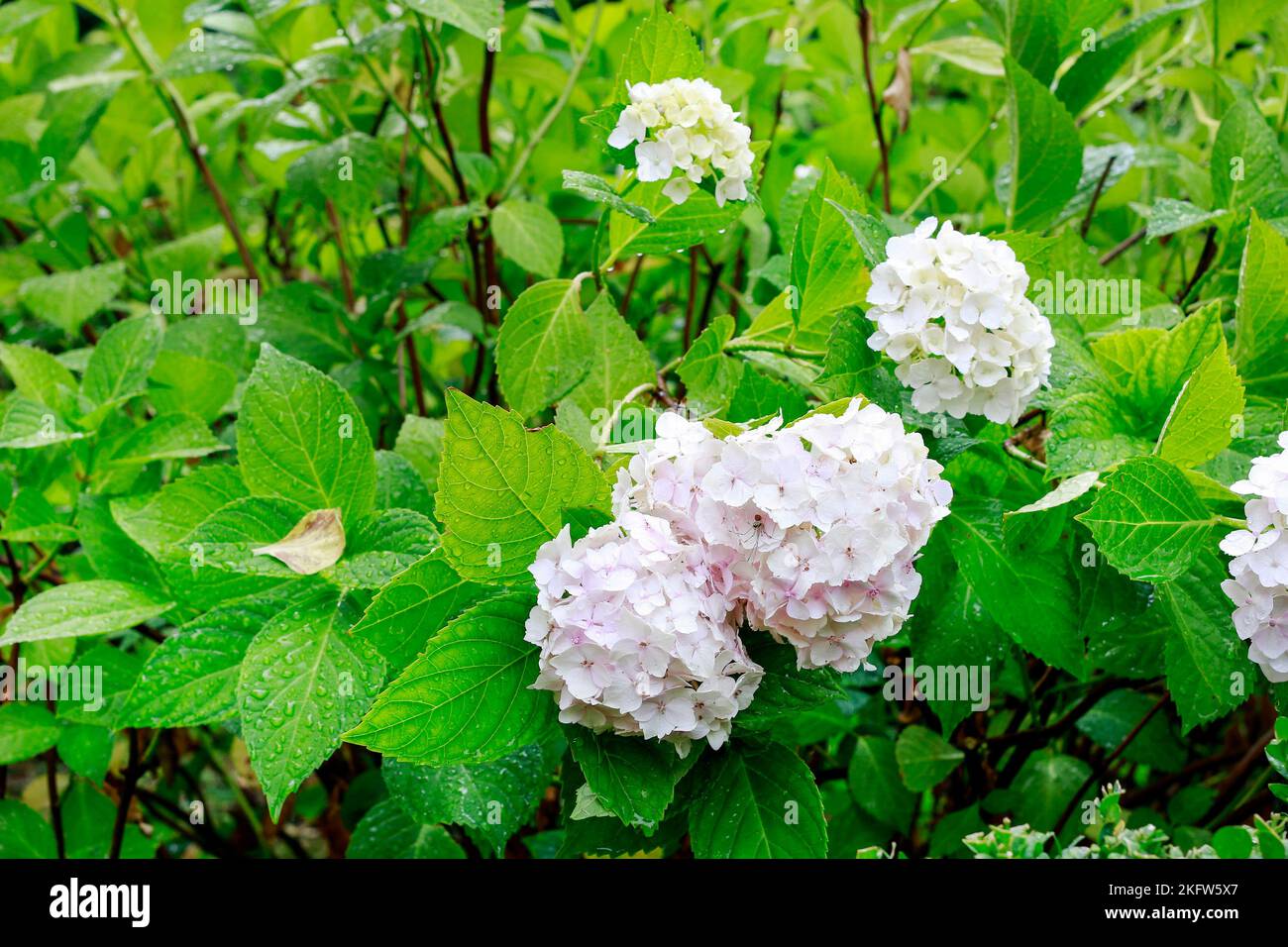 White Hortensia (hydrangea) in the garden Stock Photo - Alamy