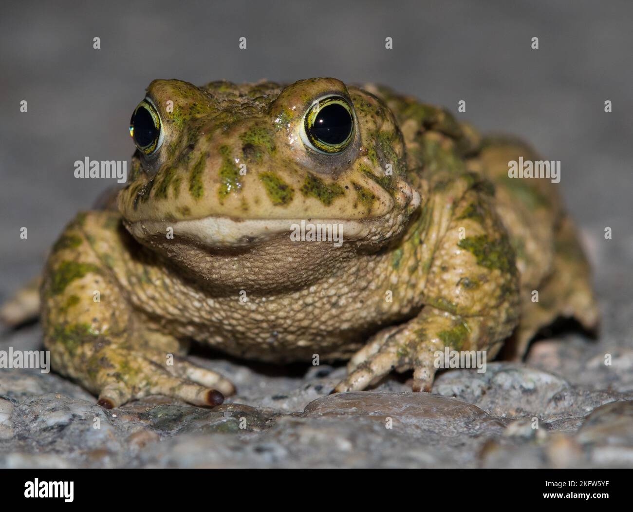 Sapo natterjack hi-res stock photography and images - Alamy