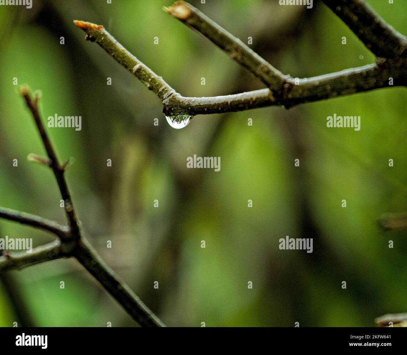 Water Refraction of Single Rain Drop hanging off branch after rain ...