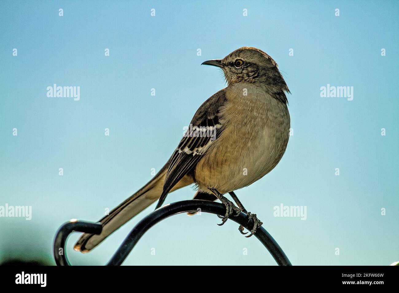 Northern Mocking Bird Perched on top of Pole with blue skies Stock ...