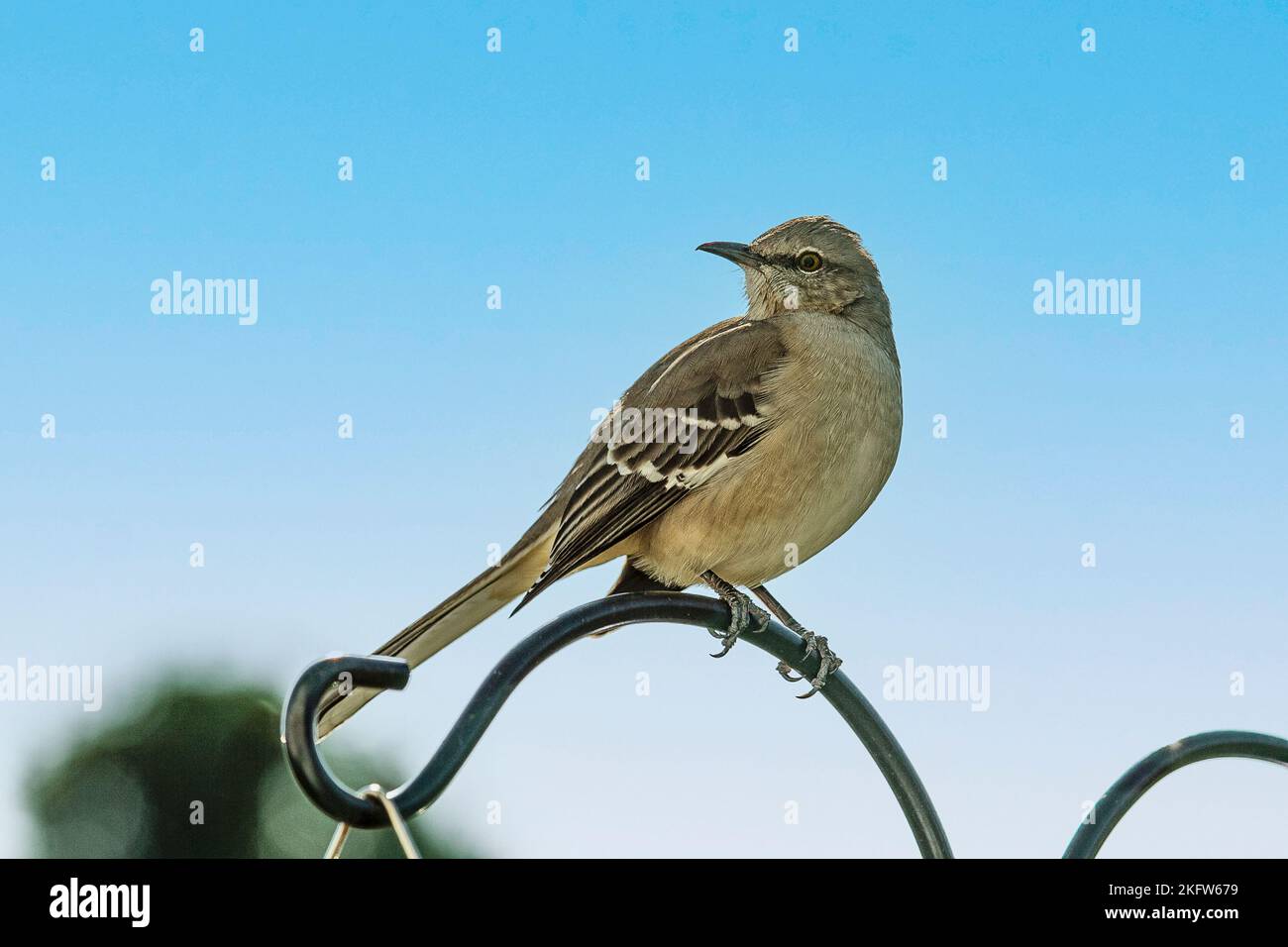 Northern Mocking Bird Perched on top of Pole with blue skies Stock ...