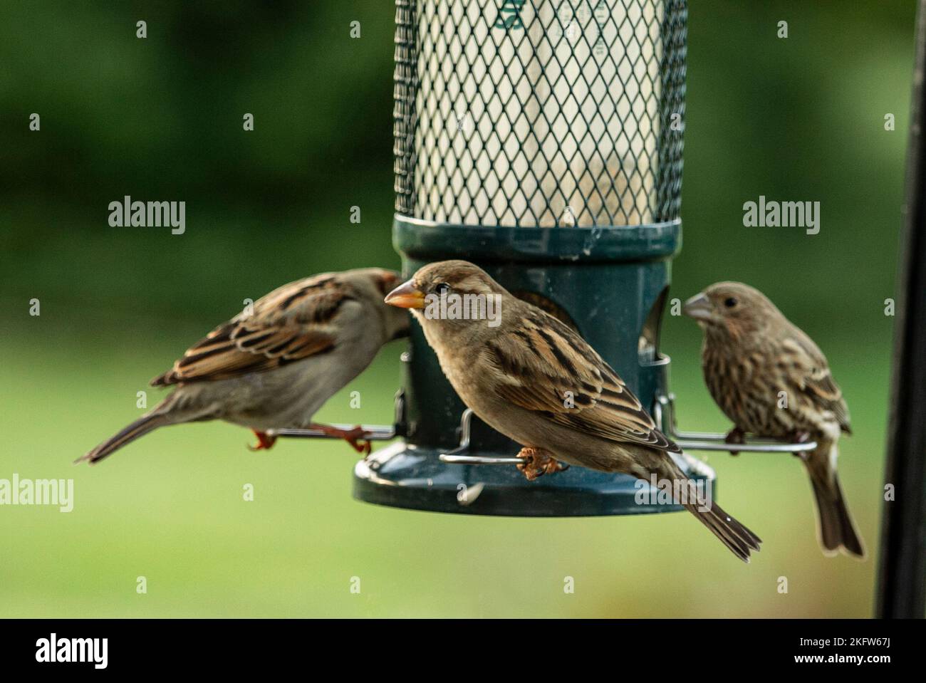 Small Sparrows gathered and fighting for their place on a Bird Feeder ...