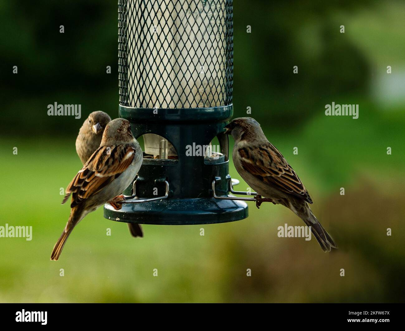 Sparrows fighting on feeder hi-res stock photography and images - Alamy