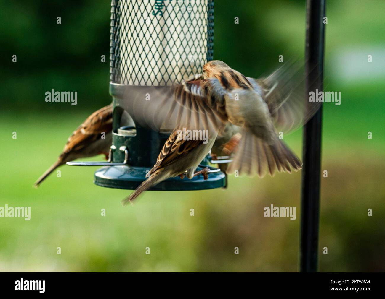 Small Sparrows gathered and fighting for their place on a Bird Feeder ...