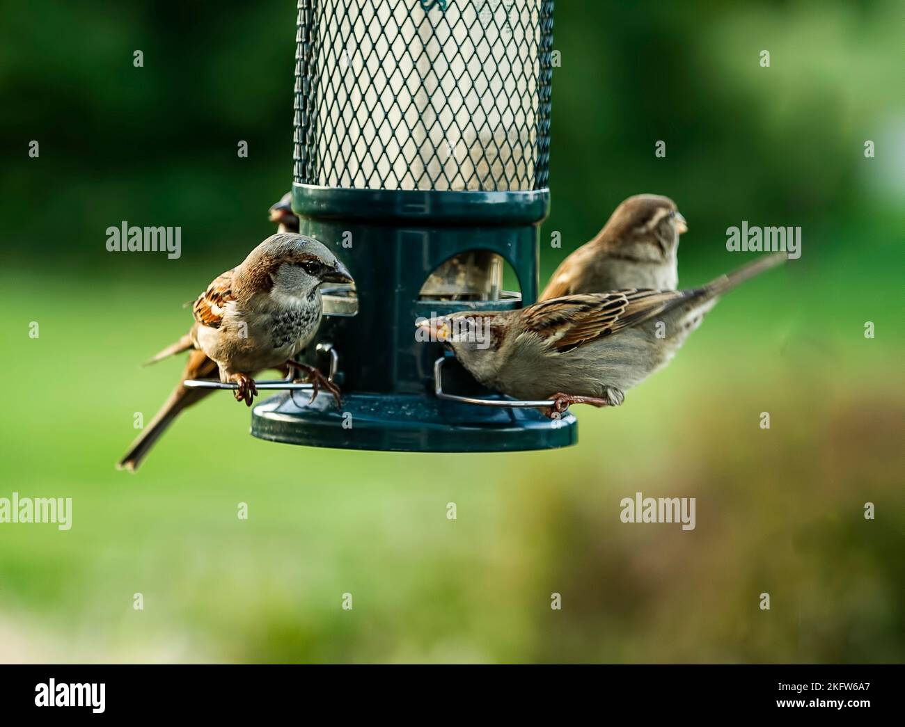 Small Sparrows gathered and fighting for their place on a Bird Feeder ...