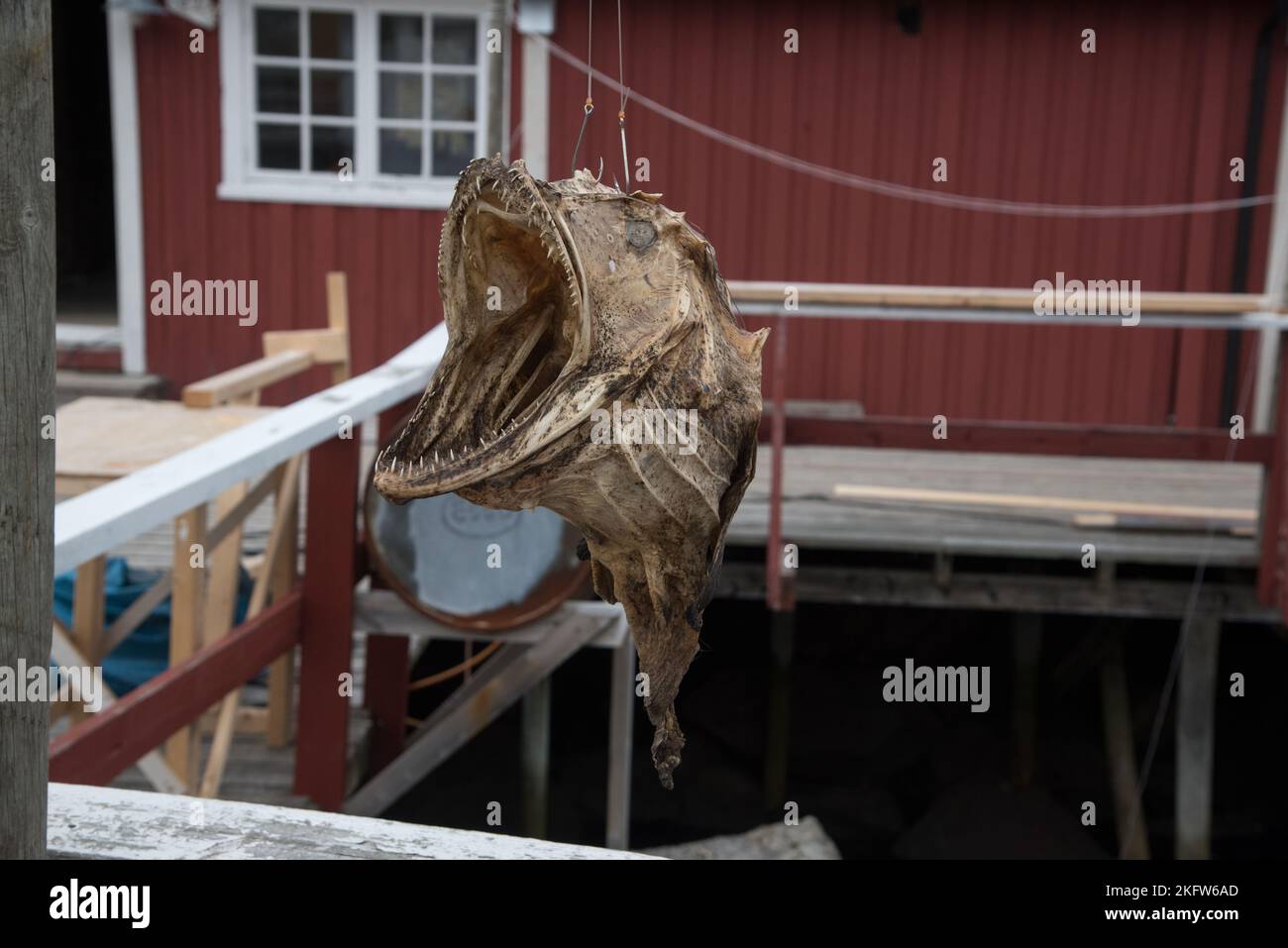 Stockfish hanging in Nusfjord which is a tiny and pictoresque fishing ...
