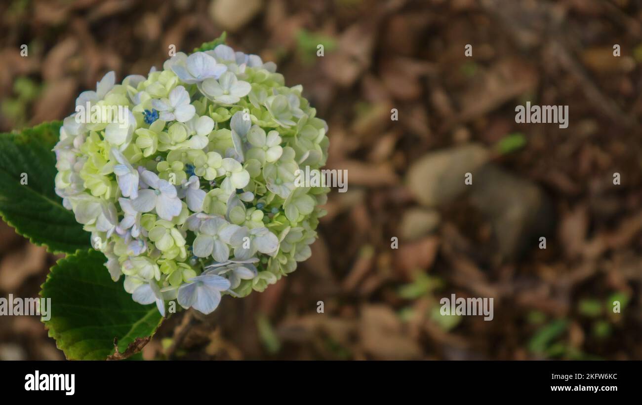 beautiful and amazing green hydrangeas Stock Photo - Alamy