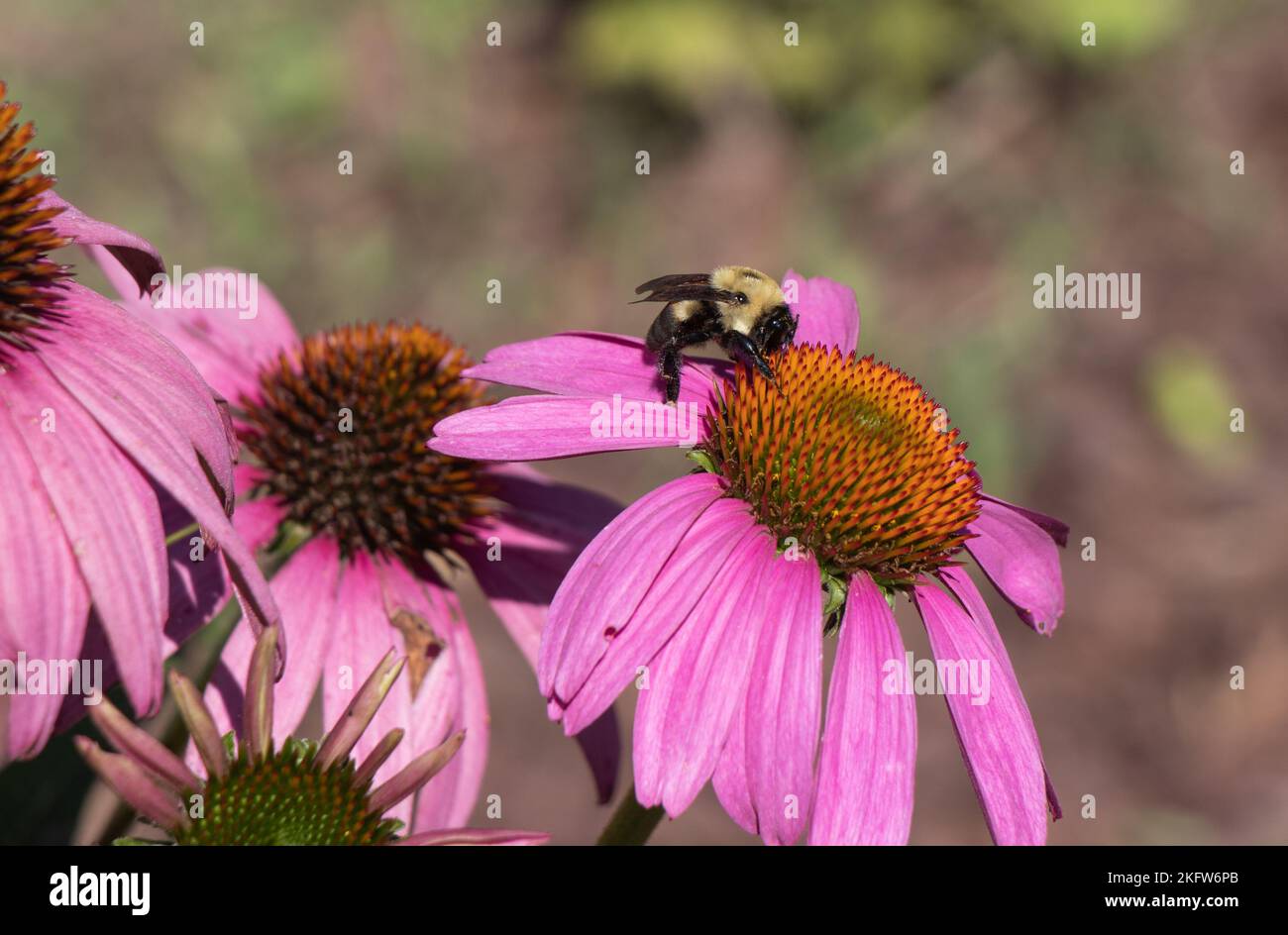 A closeup of a bee on a echinacea flower on a blurred background Stock ...