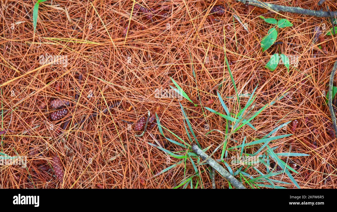 Dry jack tree leaves hi-res stock photography and images - Alamy
