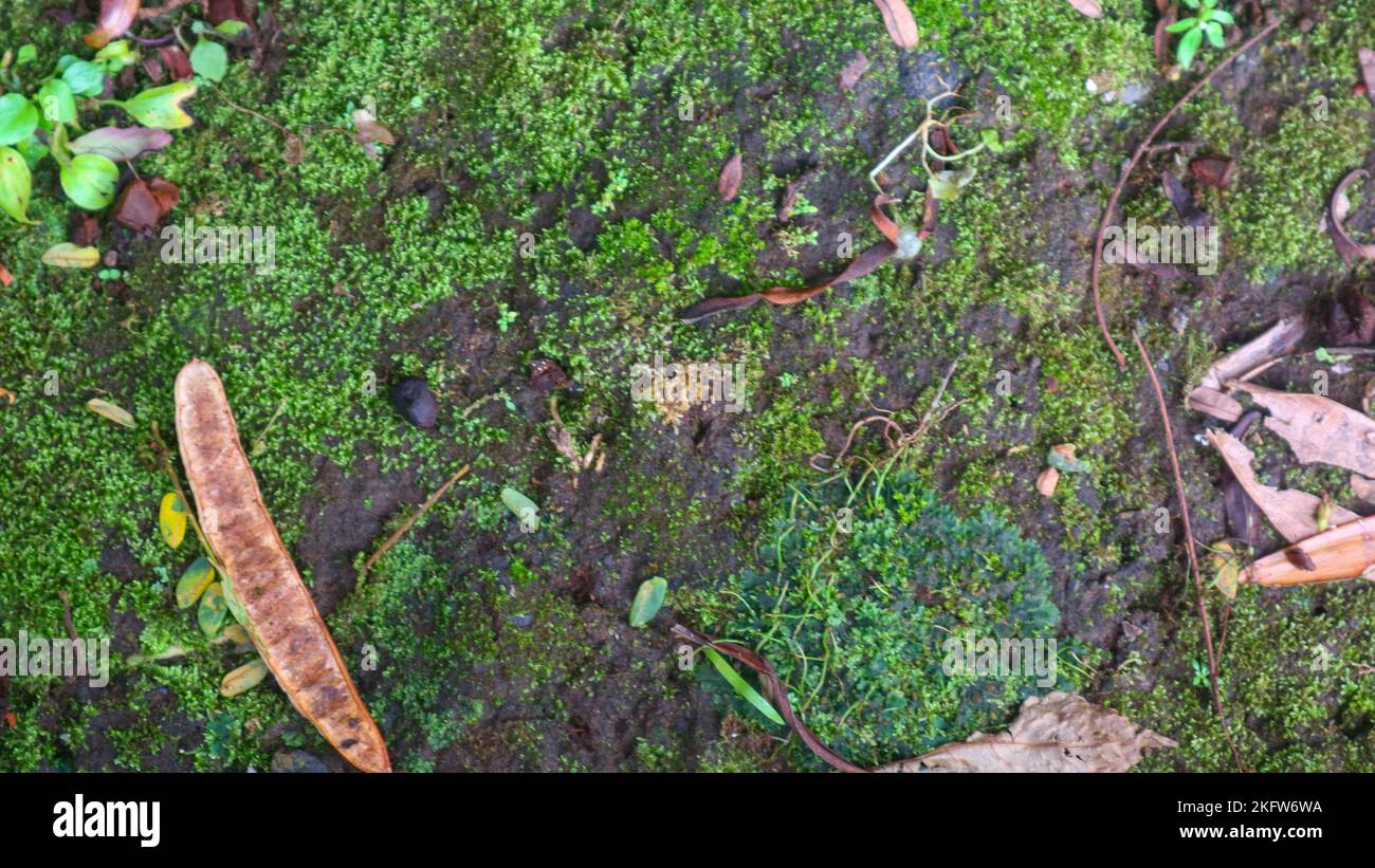 Mossy road texture with fallen leaves Stock Photo - Alamy