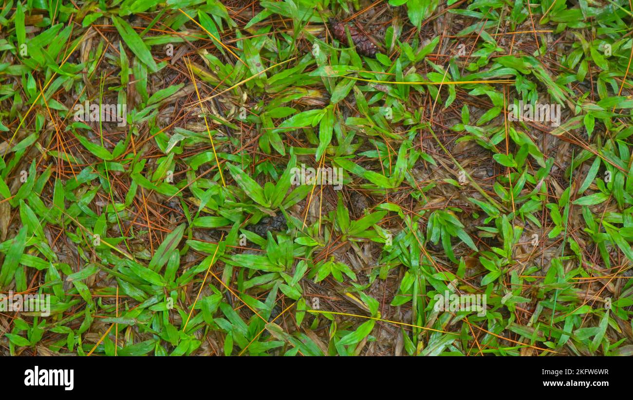 pine-cones falling on the ground with green grass in the background ...