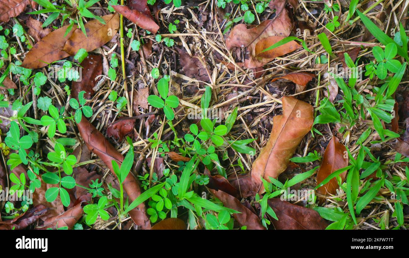 dry leaves on the ground falling from trees Stock Photo - Alamy