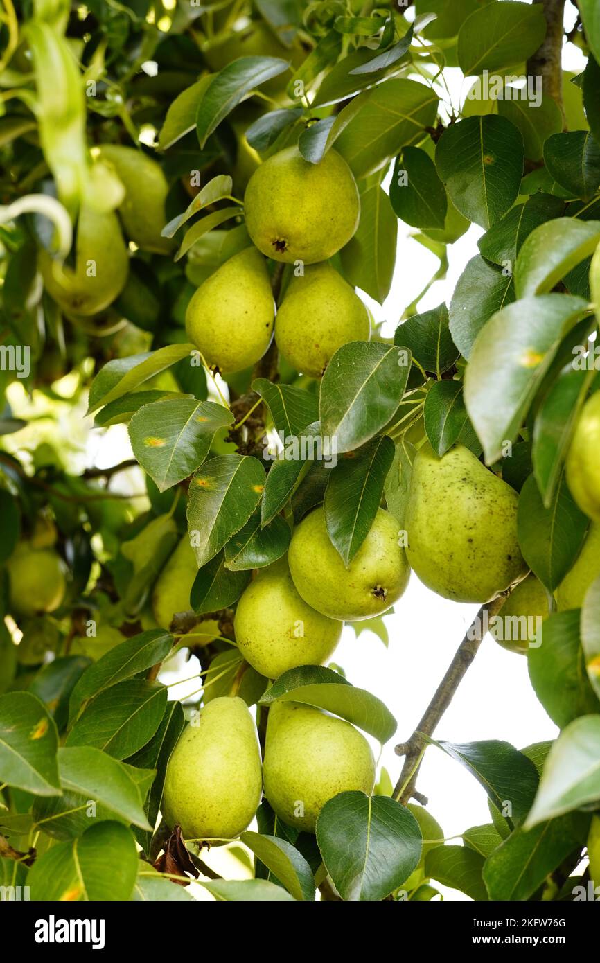 Pears fruit pear home grown hi-res stock photography and images - Alamy