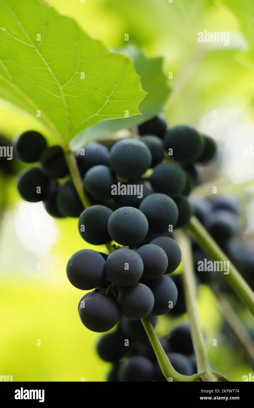 Home grown blue grape Stock Photo - Alamy