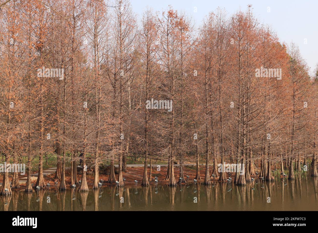 Pine trees in autumn Stock Photo - Alamy