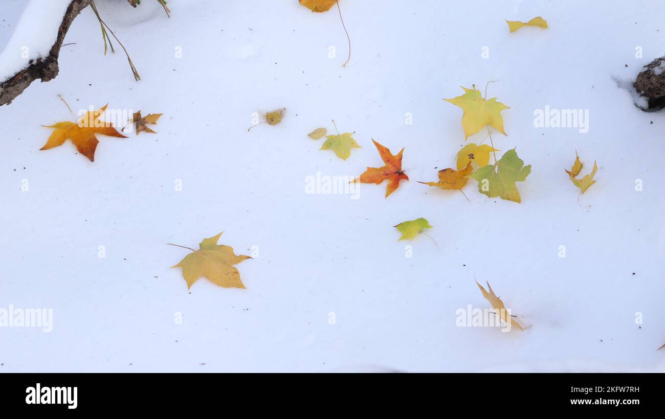The tenacity of leaves Stock Photo - Alamy