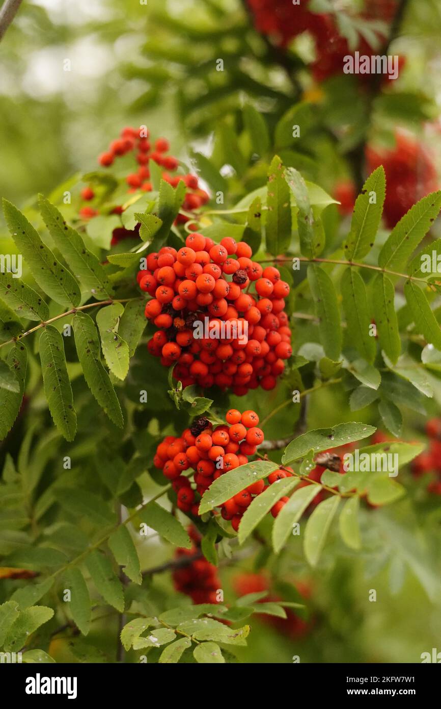 Red rowan closeup photography Stock Photo - Alamy