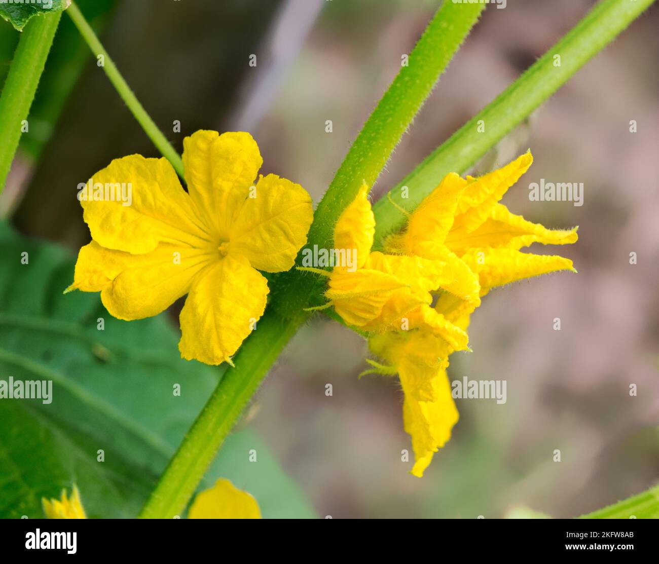 Flowering of cucumbers close-up. Green background. Cucumber (Cucumis ...