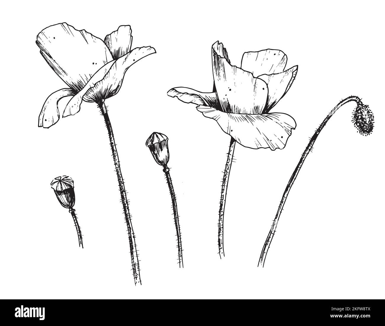 Poppy drawing hi-res stock photography and images - Alamy