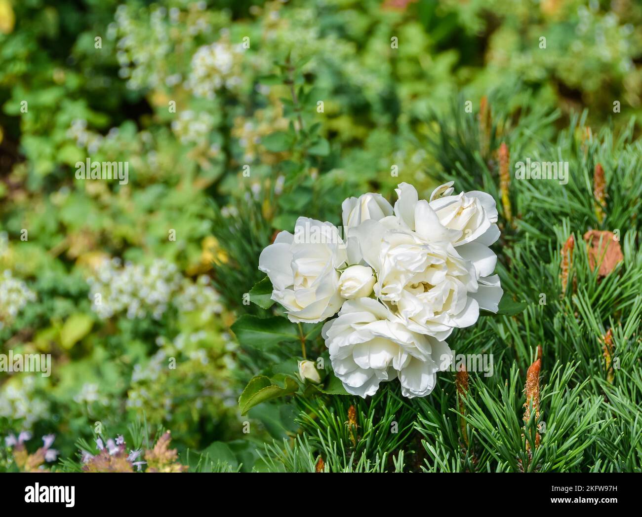 Blossoming white rose growing through a pine tree Stock Photo - Alamy