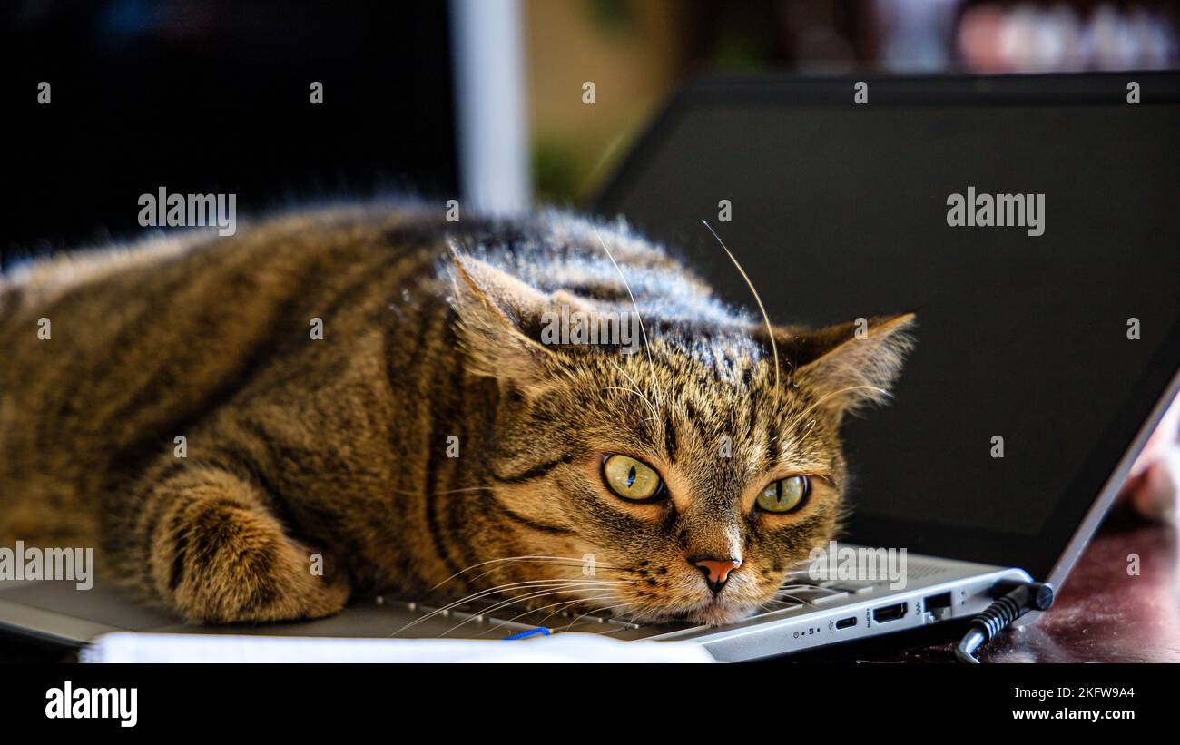 Fluffy curious kitty is relaxing laying on laptop keyboard Stock Photo ...