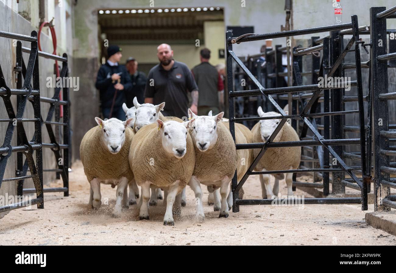 Hill Cheviot sale at Lockerbie auction mart, September 2021 Stock Photo ...