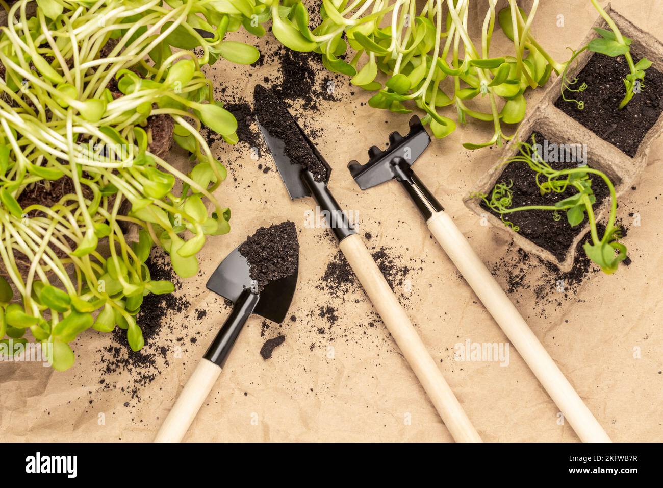 Sunflower and pea sprouts with soil and tools for planting seedlings ...