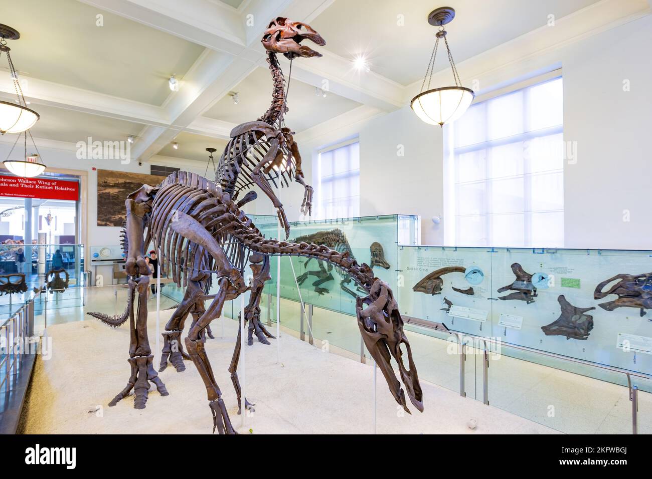 Fossil display hi-res stock photography and images - Alamy