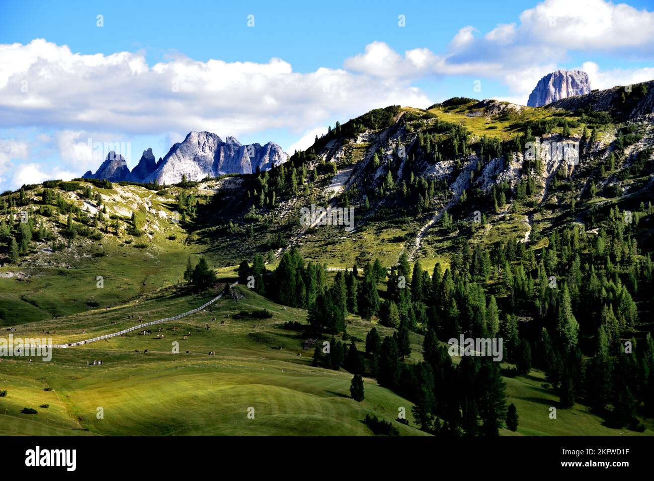 Cow grazing in dolomite pastures Stock Photo - Alamy