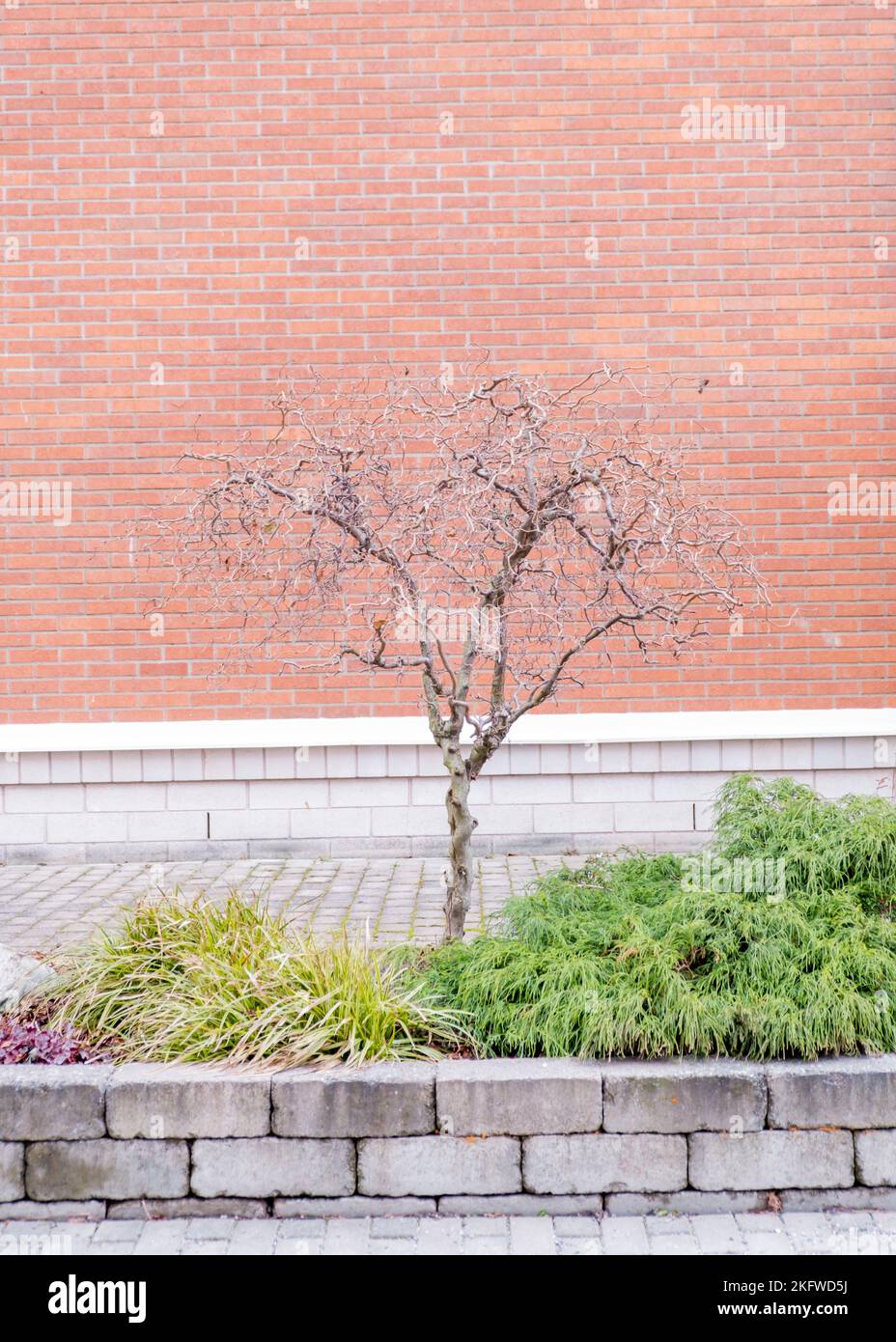 A vertical shot of a small willow tree with willow buds near an orange ...