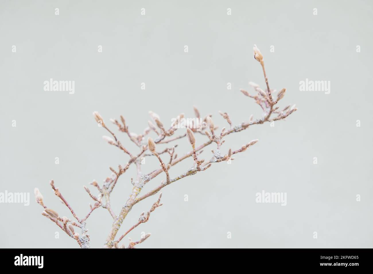 A small willow tree with willow buds on a gray wall background Stock ...