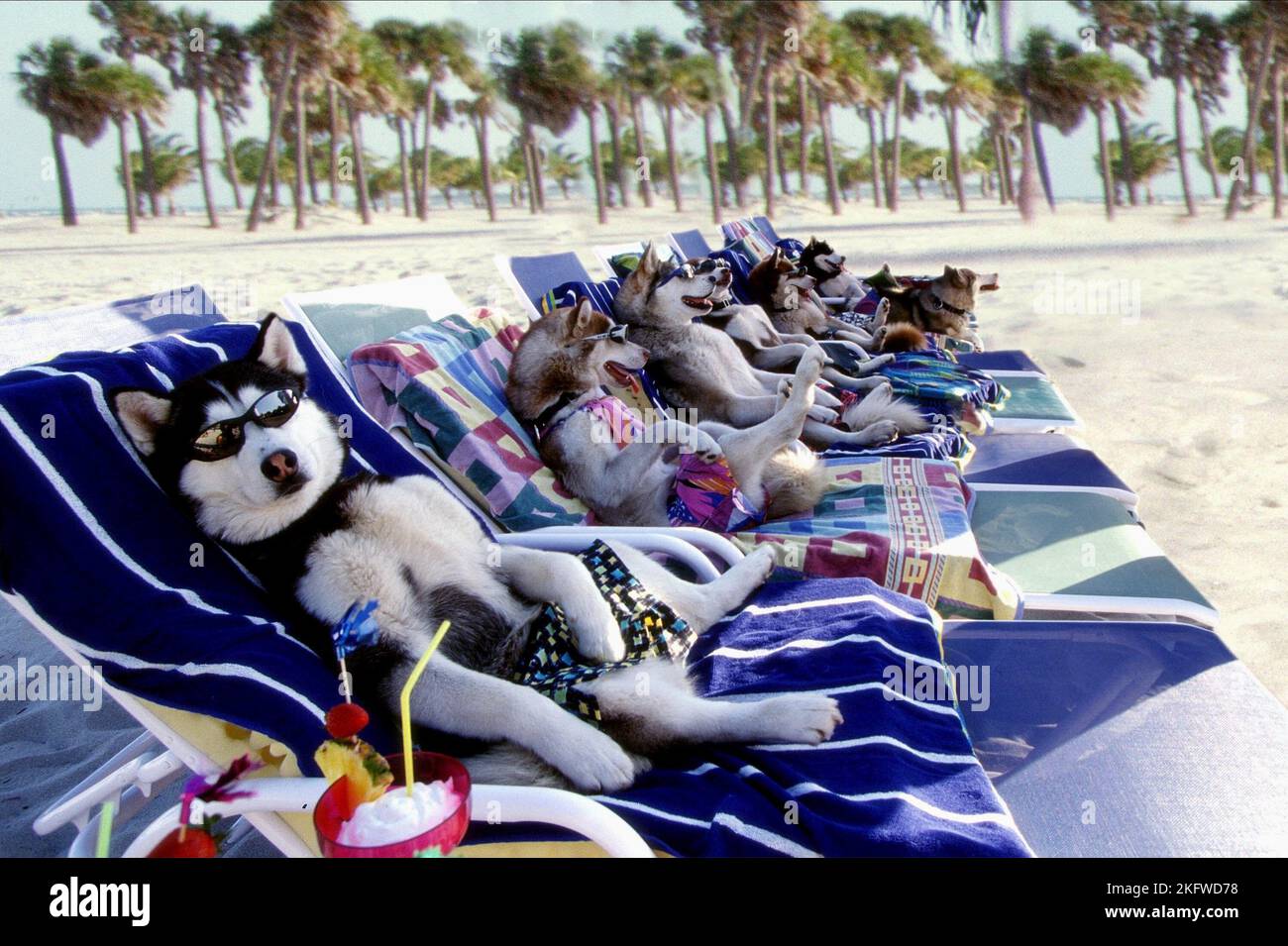 DOGS ON SUN LOUNGERS, SNOW DOGS, 2002 Stock Photo - Alamy