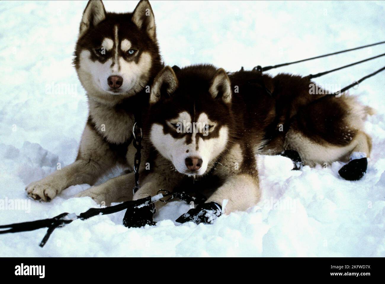 What Type Of Dog Is Demon From Snow Dogs