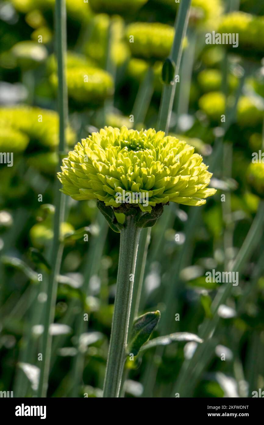Buds of chrysanthemum flowers in green close up. Plantation of ...