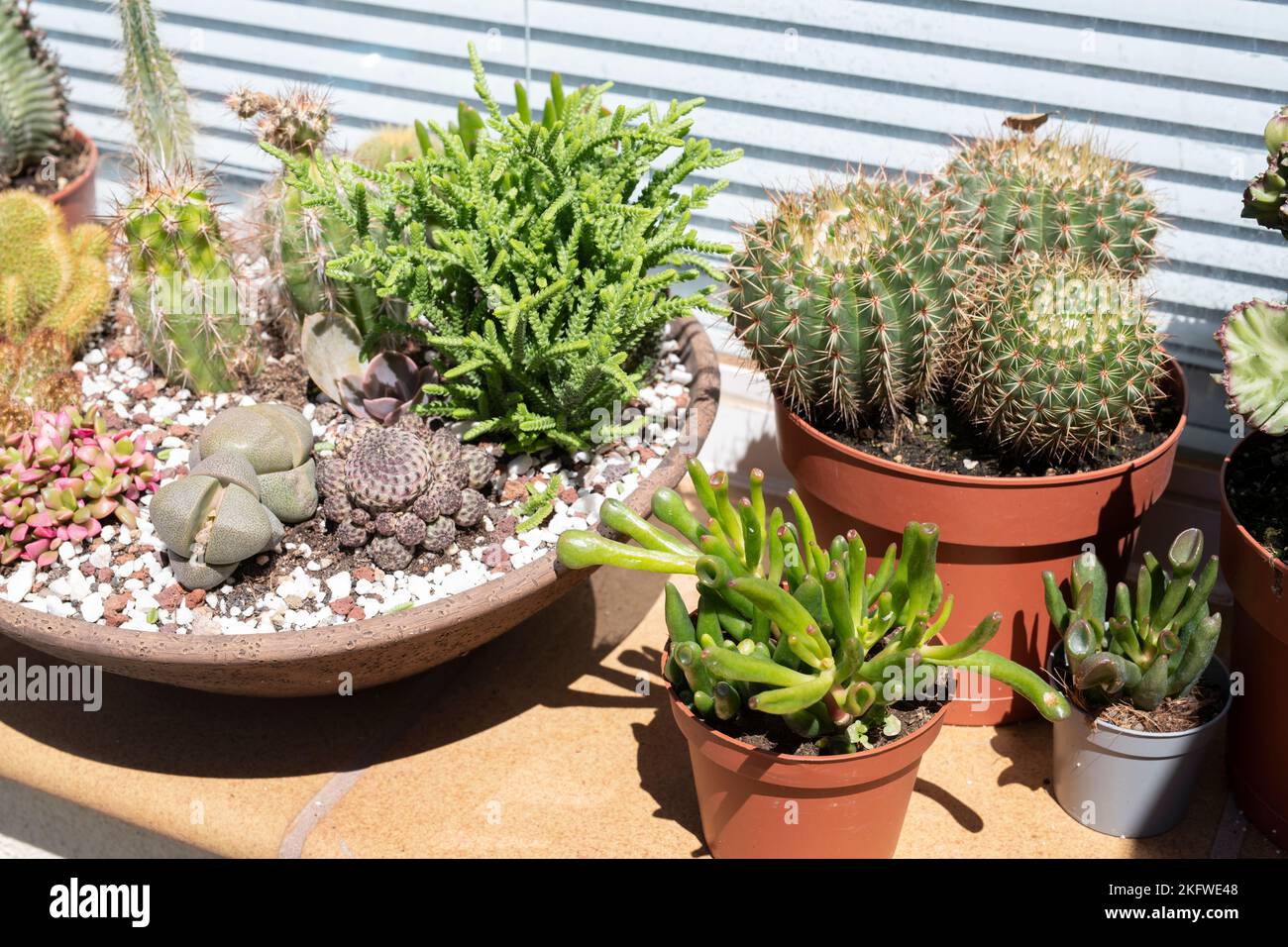 Cactus display including a cactus bowl on an exterior window ledge ...